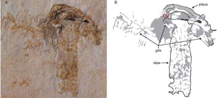 The oldest fossil mushroom - The New Neo